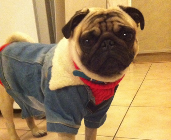 Un pug aggro y alocado. La hermosa historia sexual de Zeus | paniko.cl